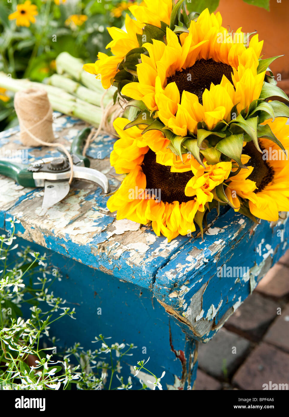 Cut Sunflowers High Resolution Stock Photography and Images - Alamy