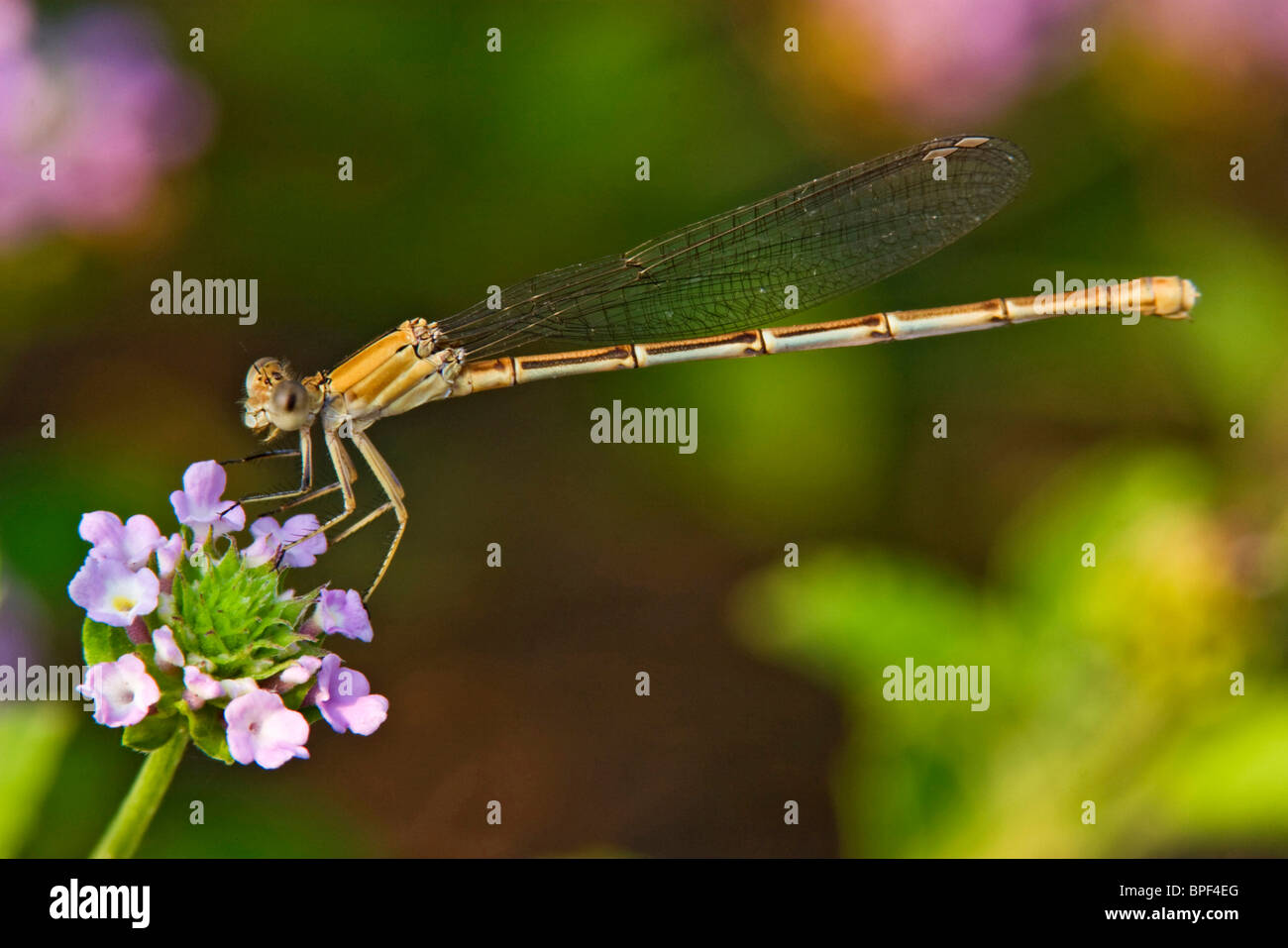 Damselfly, Blue-fronted Dancer on wildflower at Falcon State Park ...