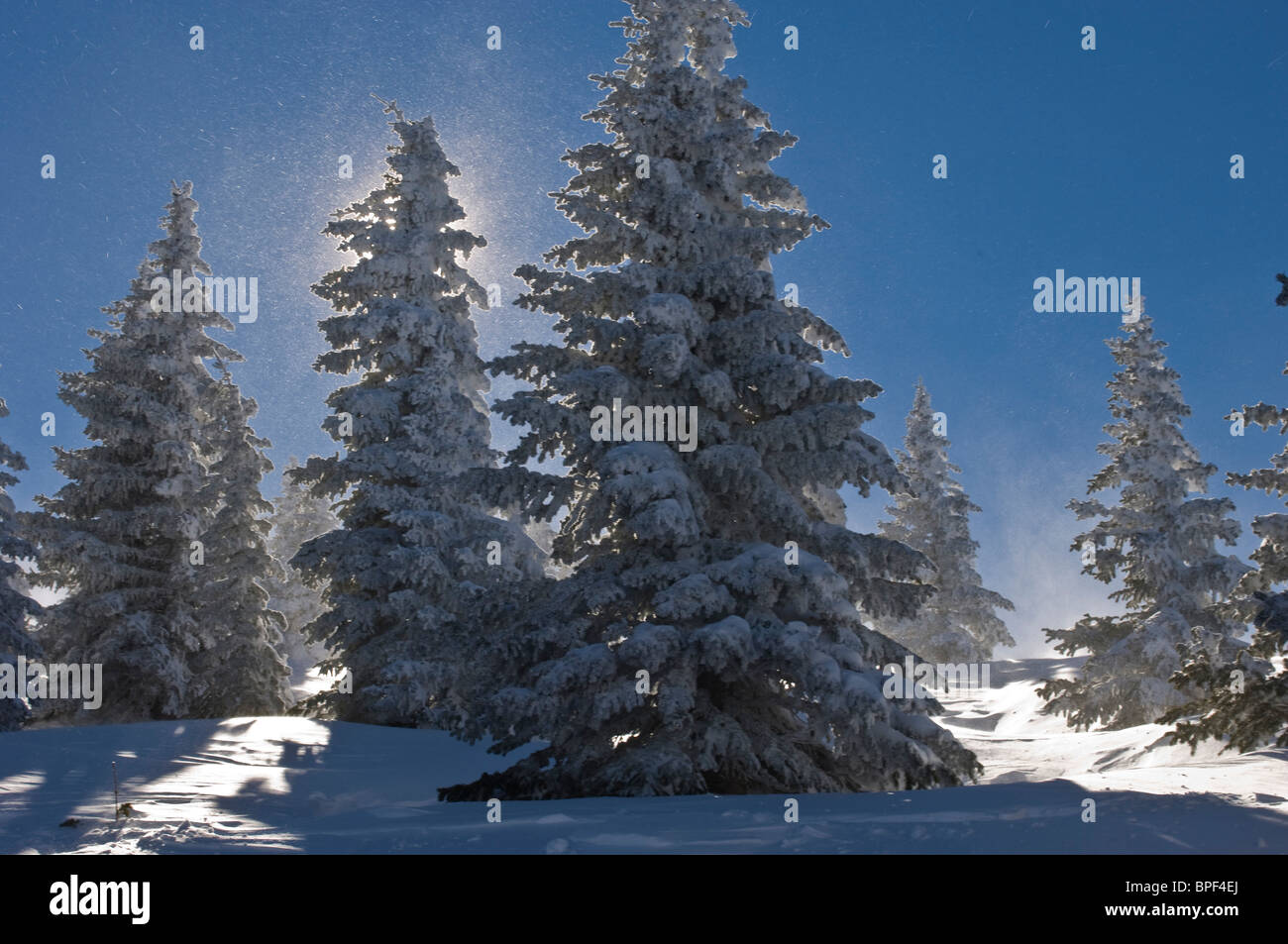 Pine Trees covered with snow Stock Photo - Alamy