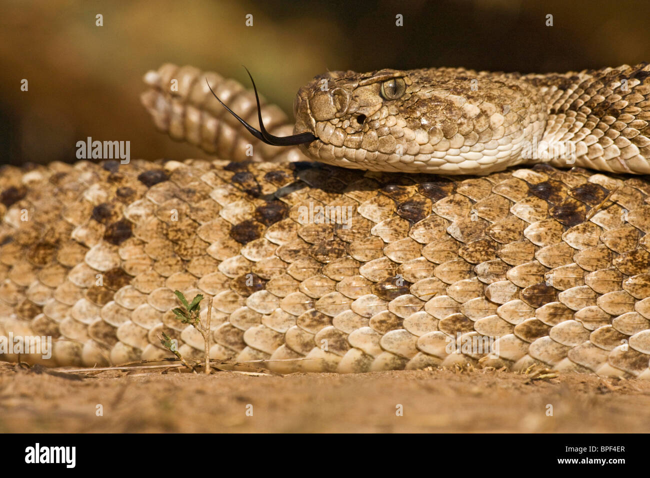Diamondback Rattlesnake , adult, Hidalgo County, south Texas, USA ...