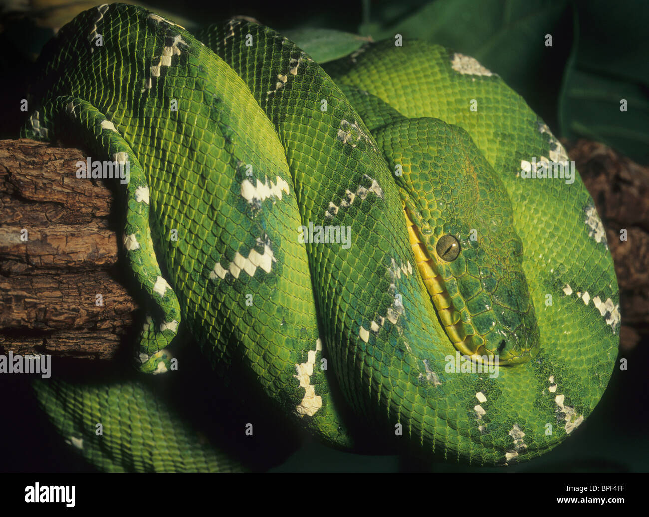 Boa canina hi-res stock photography and images - Alamy