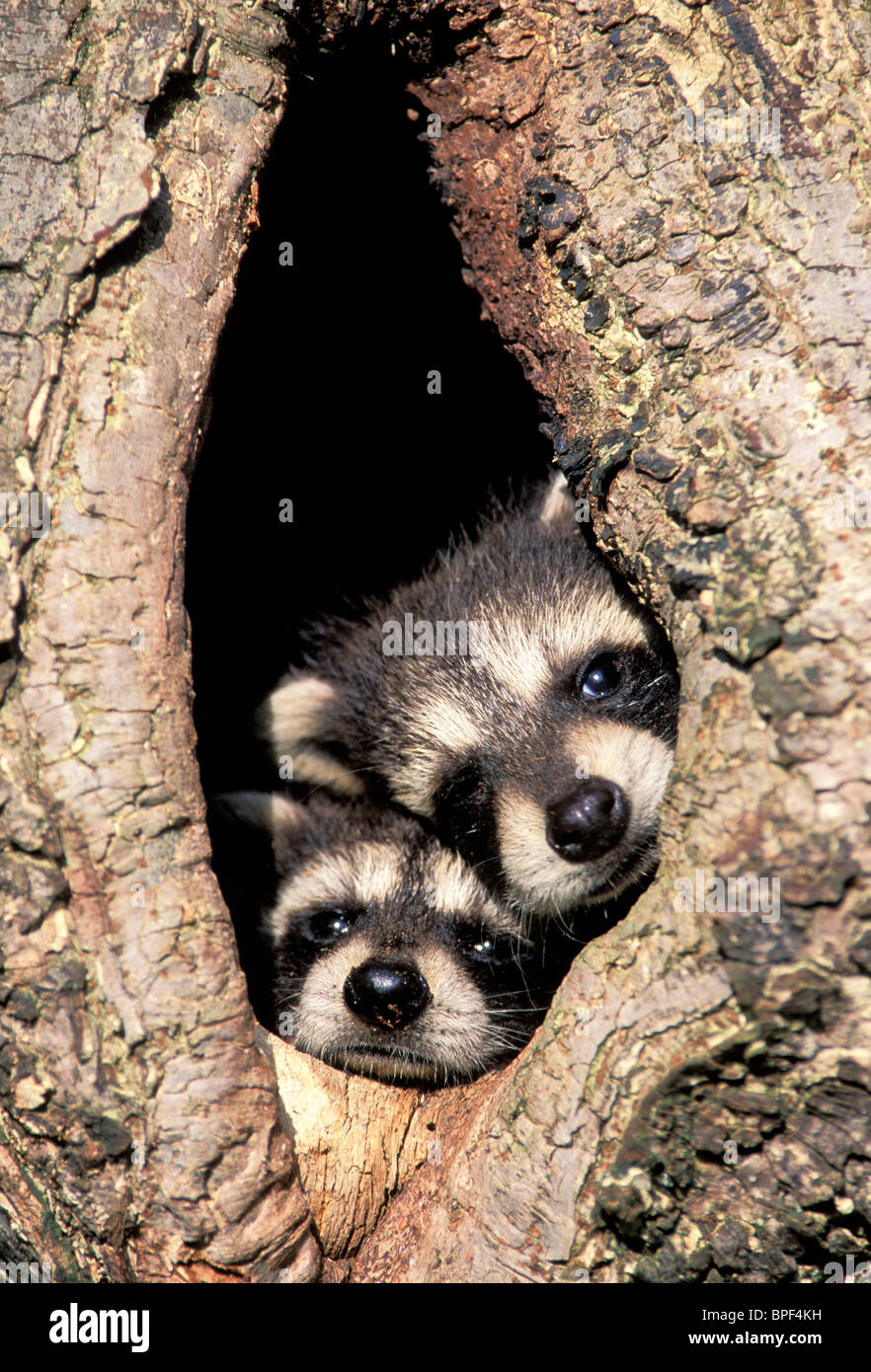 Baby raccoons in tree cavity (Procyon lotor Stock Photo - Alamy