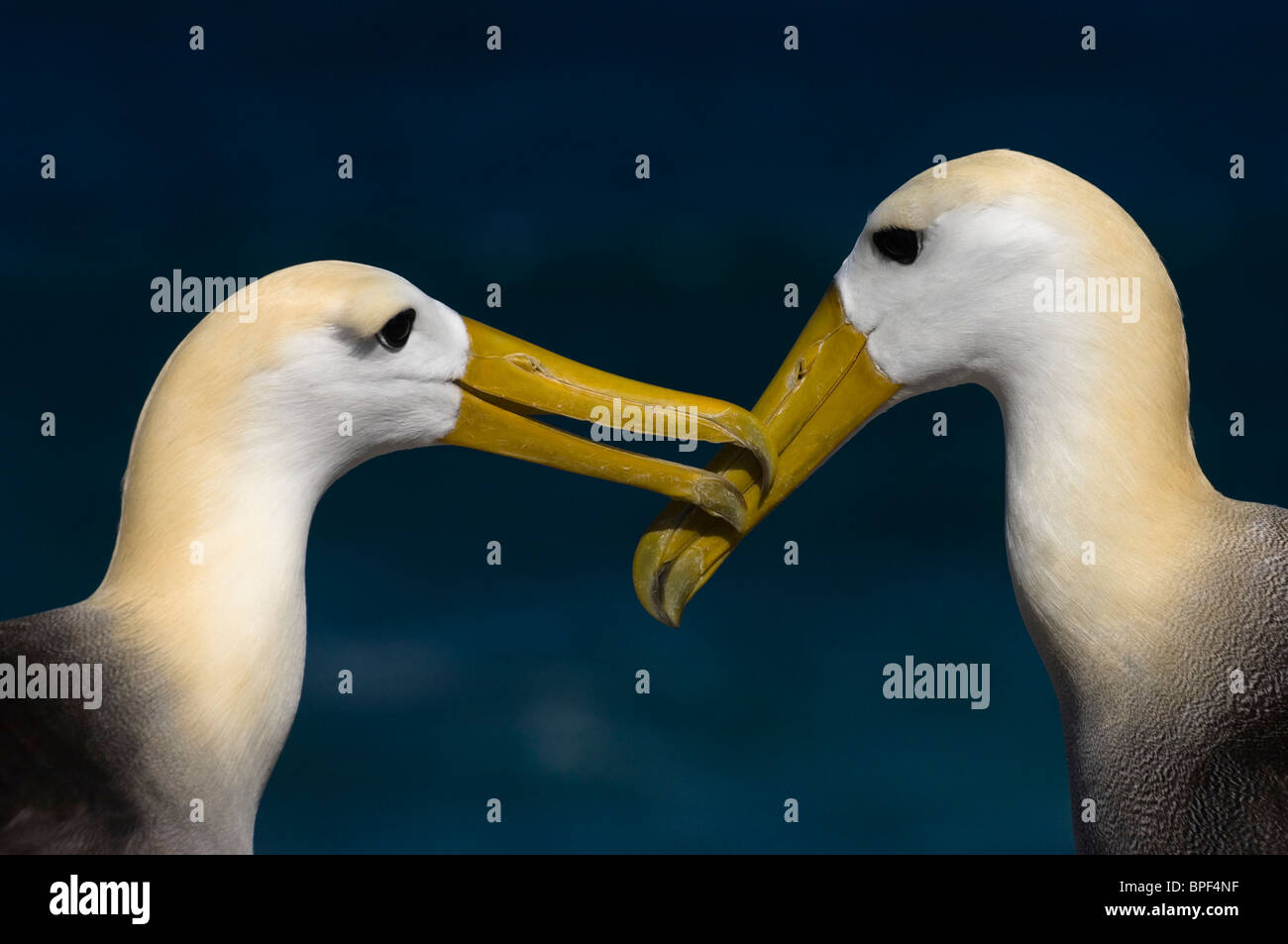 Fauna espanola hi-res stock photography and images - Alamy