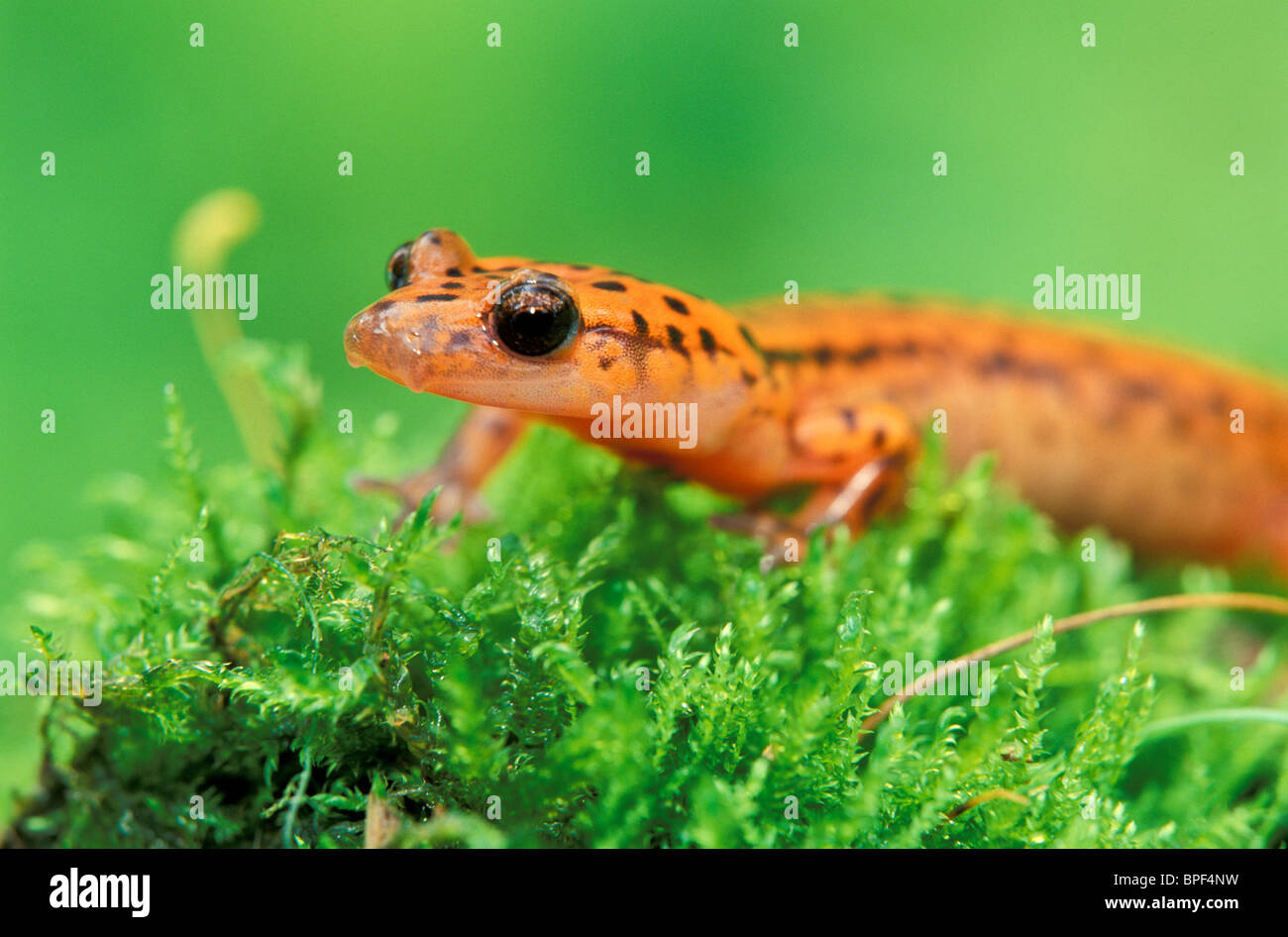 Cave Salamander (Eurycea lucifuga Stock Photo - Alamy