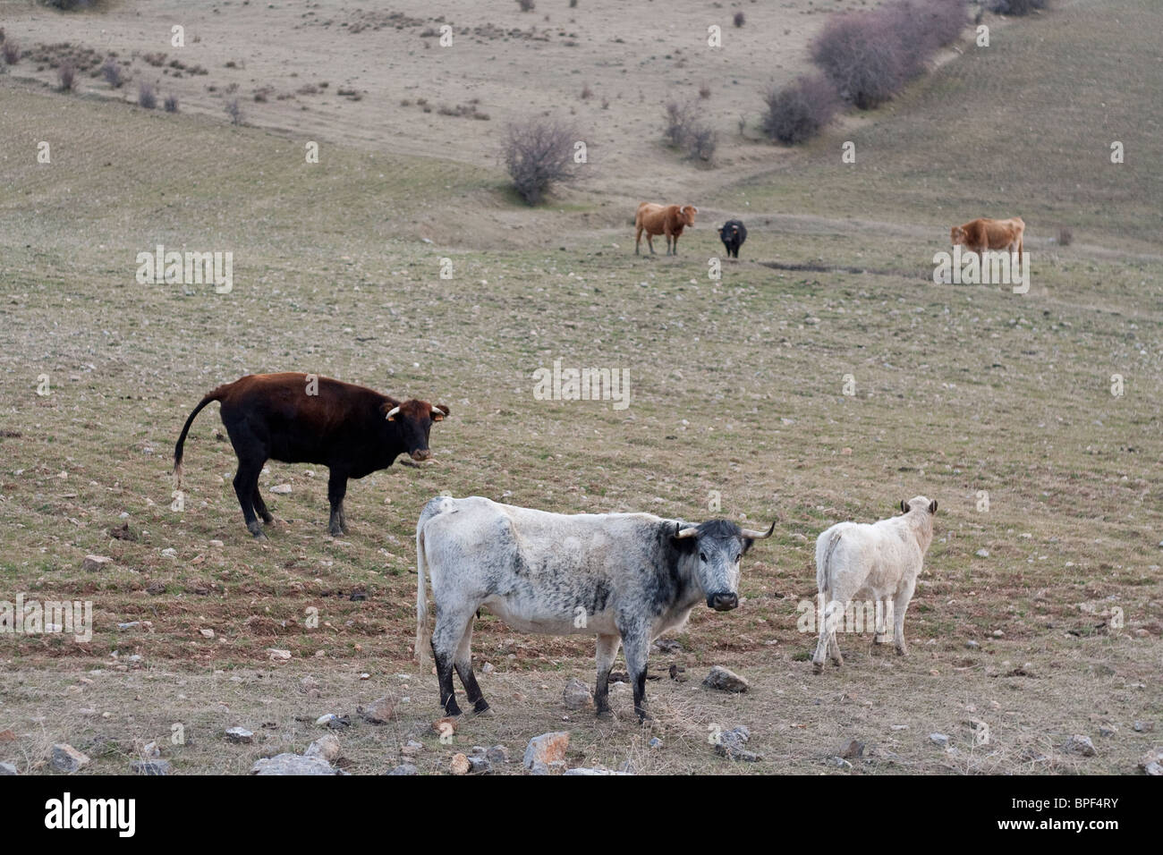 Cows in the Sierra Nevada National Park Stock Photo - Alamy