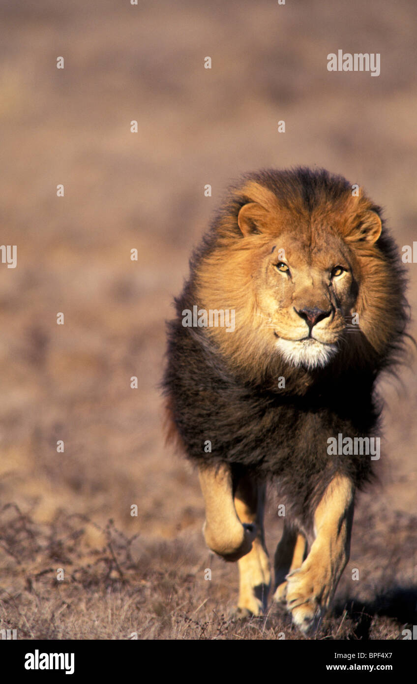 Africa. Male African Lion (Panthera leo Stock Photo - Alamy