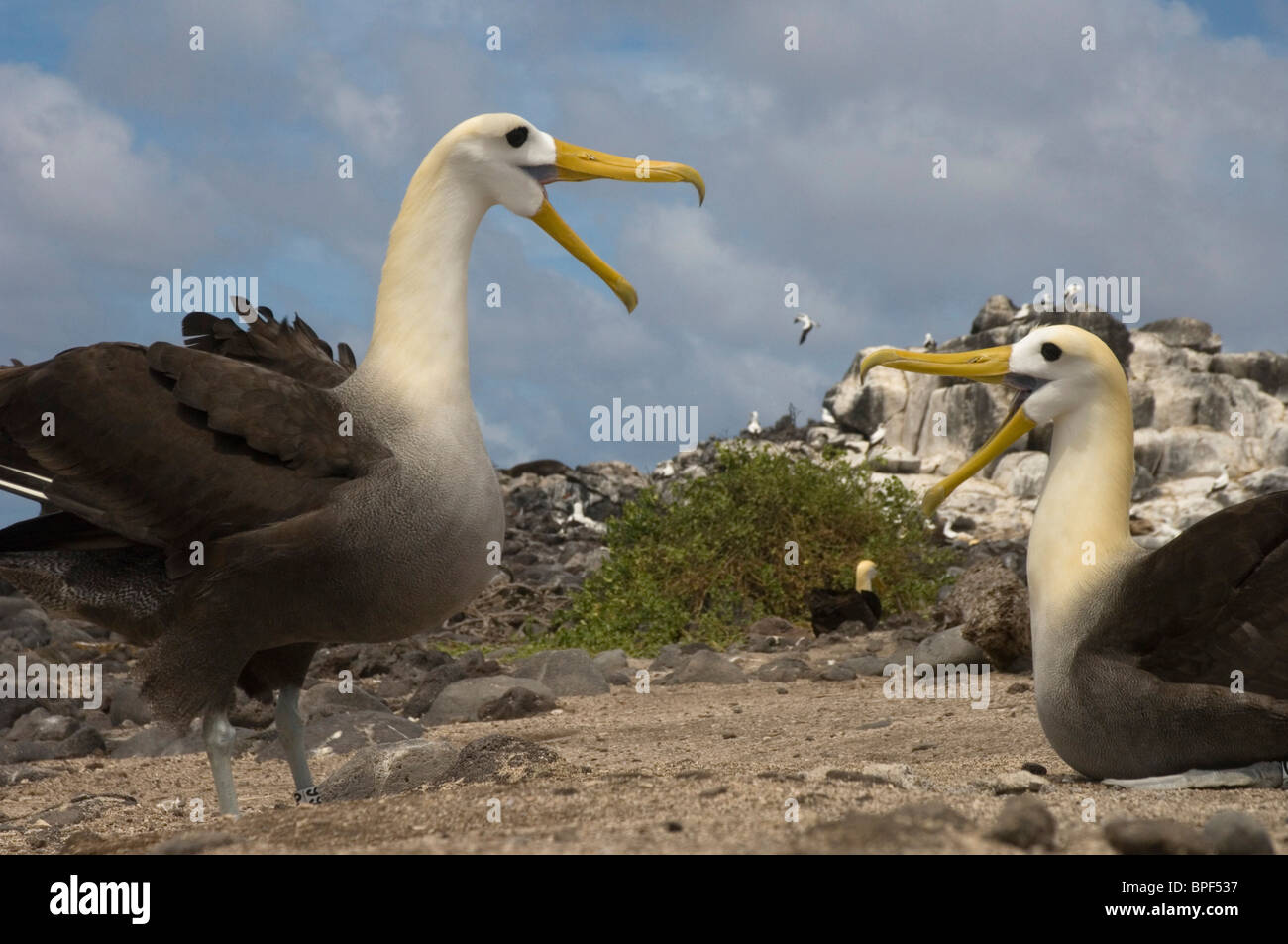 Fauna espanola hi-res stock photography and images - Alamy