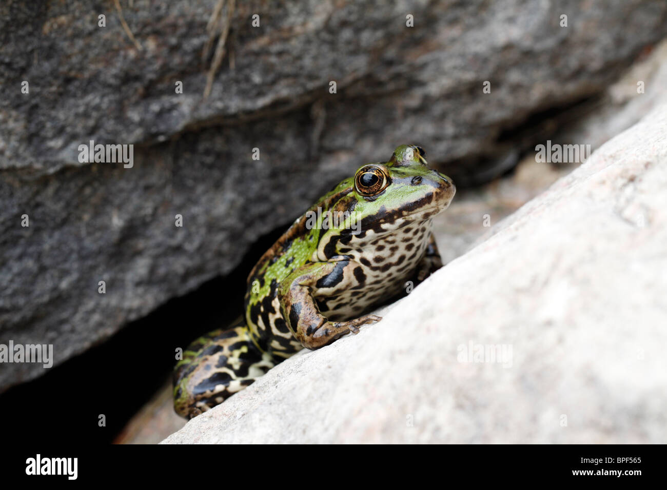 Green frog sitting on the stone Stock Photo - Alamy