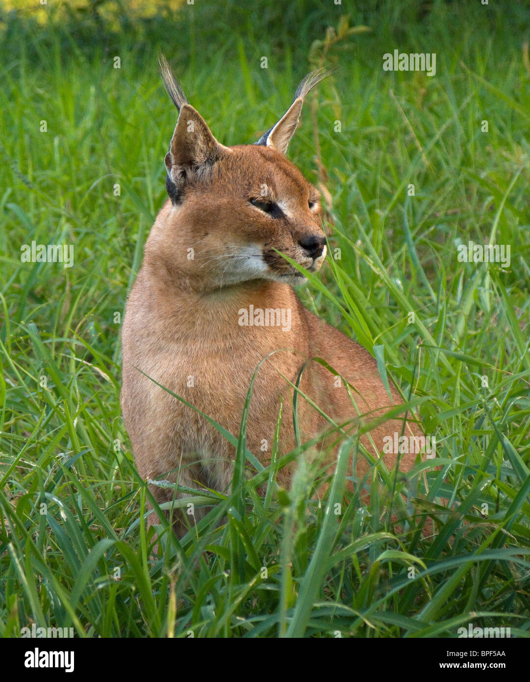 Male Caracal, Felis caracal, Emdonemi Cat Rehab, Hluhulwe, South Africa ...