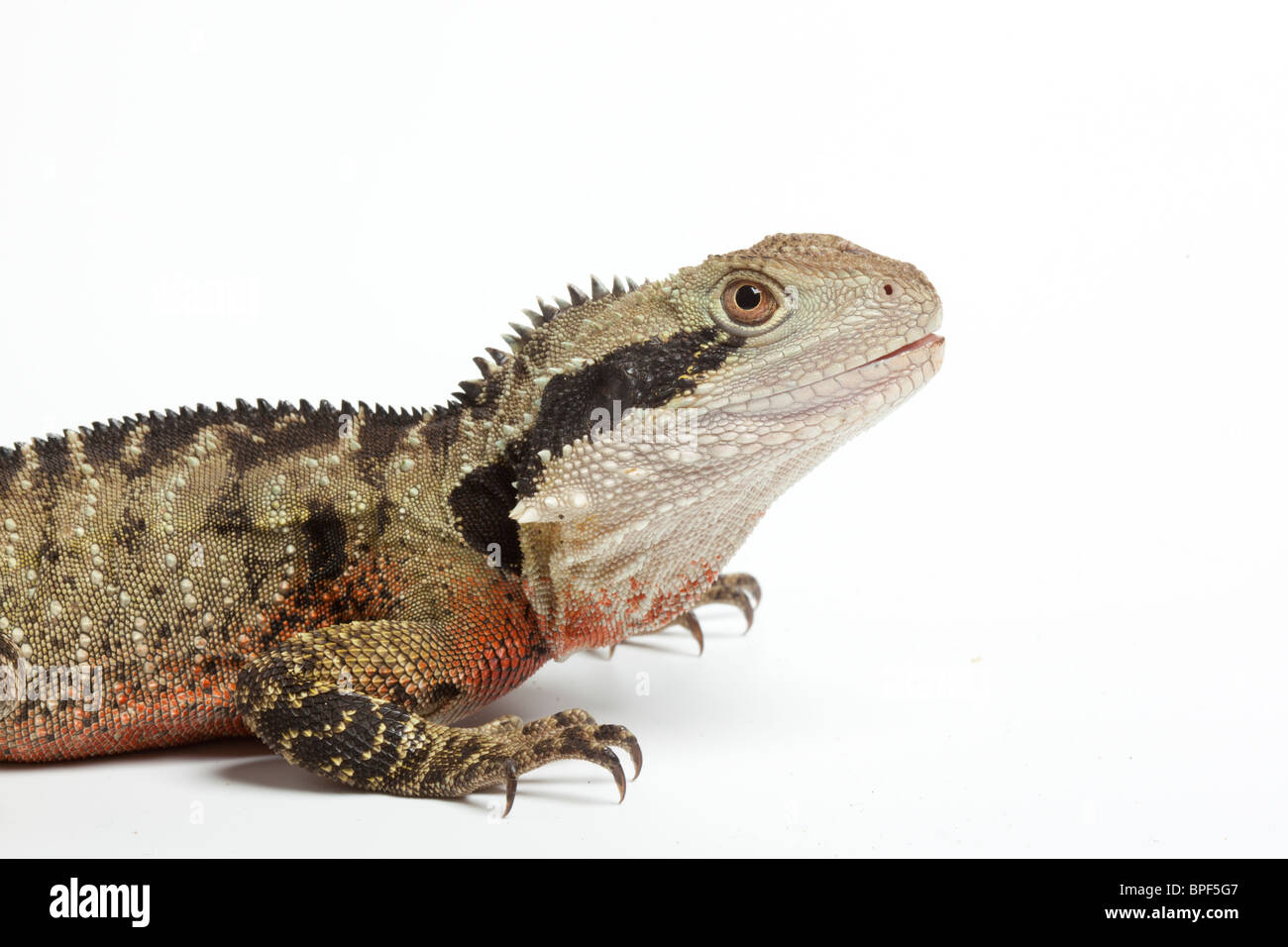 Australian eastern water dragon lizard hi-res stock photography and ...