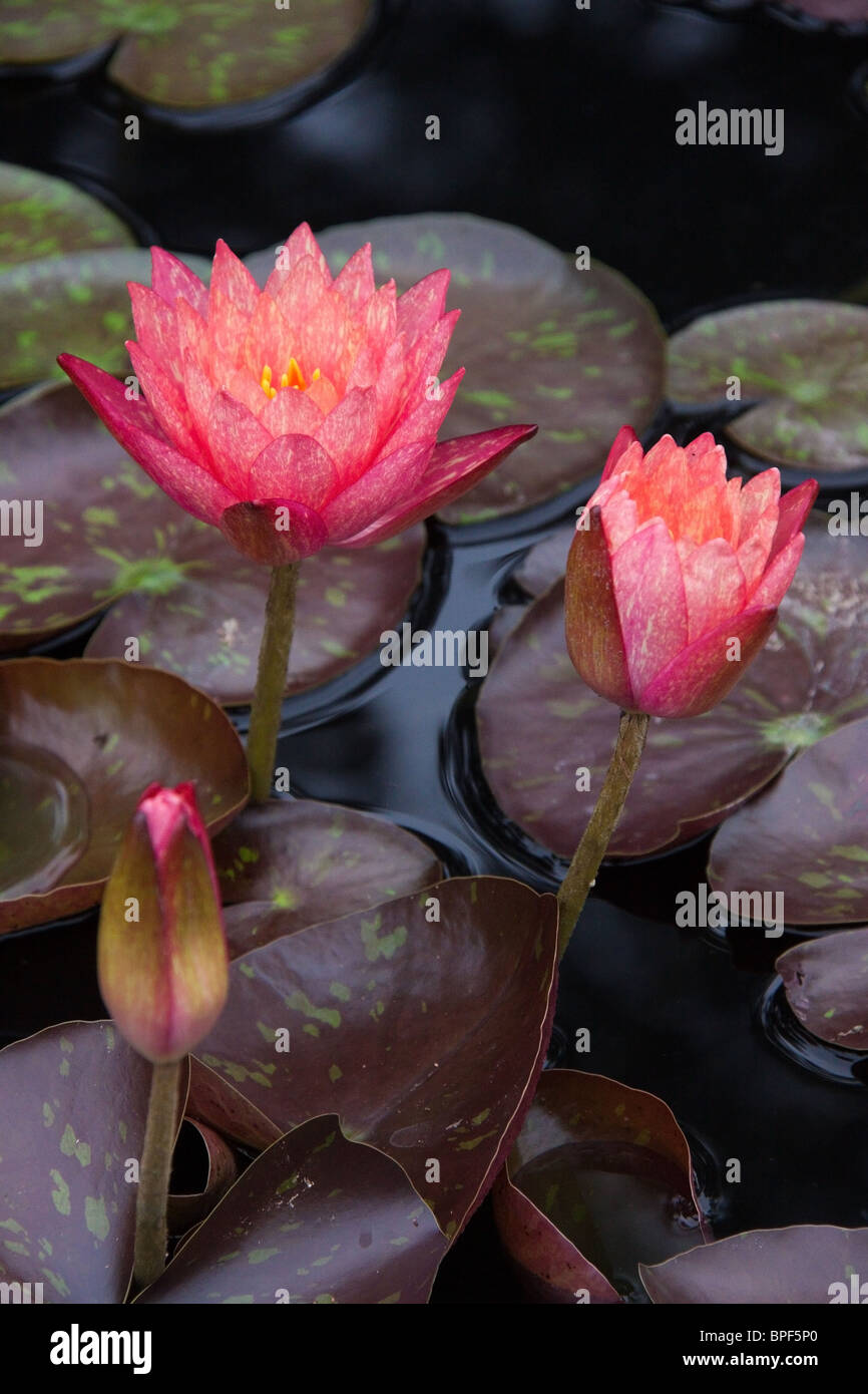 Water lily duke gardens hi-res stock photography and images - Alamy