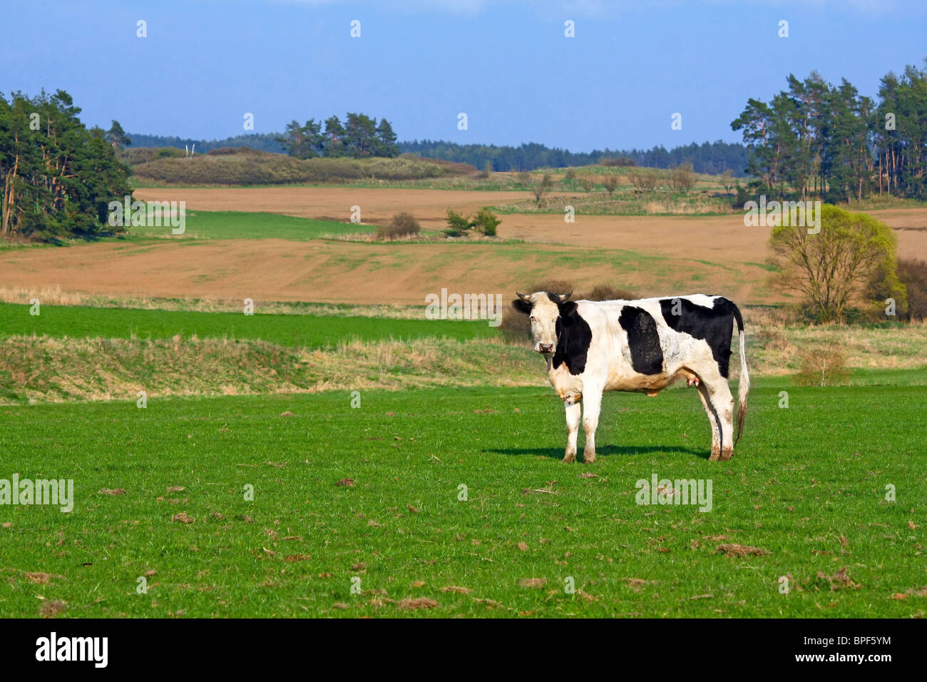 Cow shepherd hi-res stock photography and images - Alamy