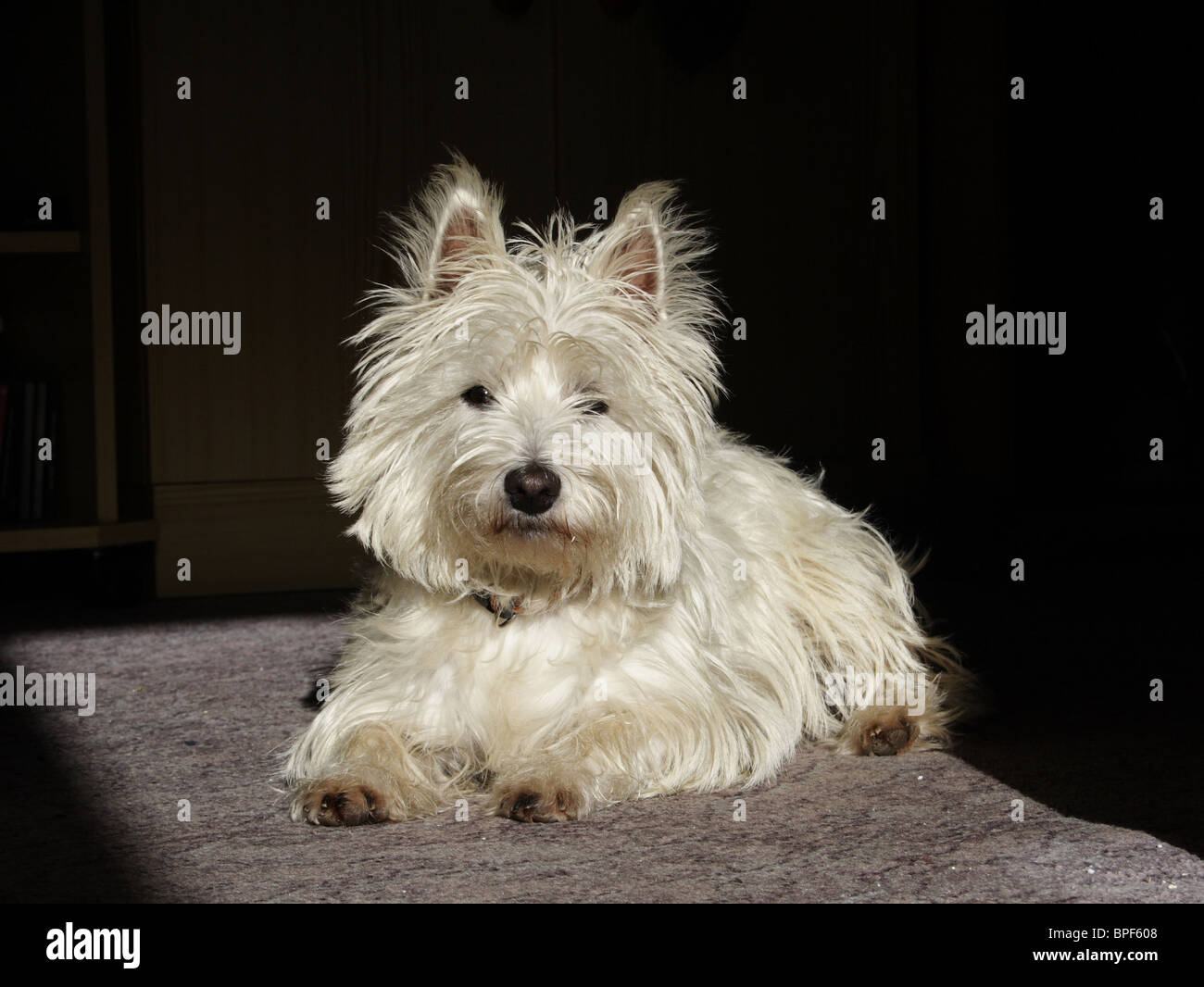 Westie puppy hi-res stock photography and images - Alamy