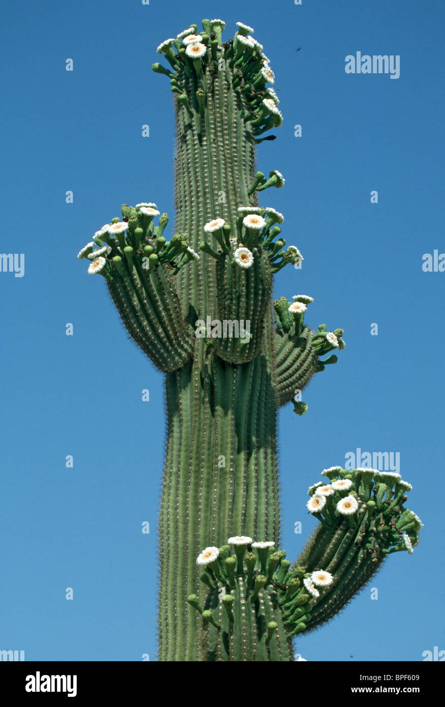 Saguaro cactus in flower. Arizona's state flower Stock Photo - Alamy