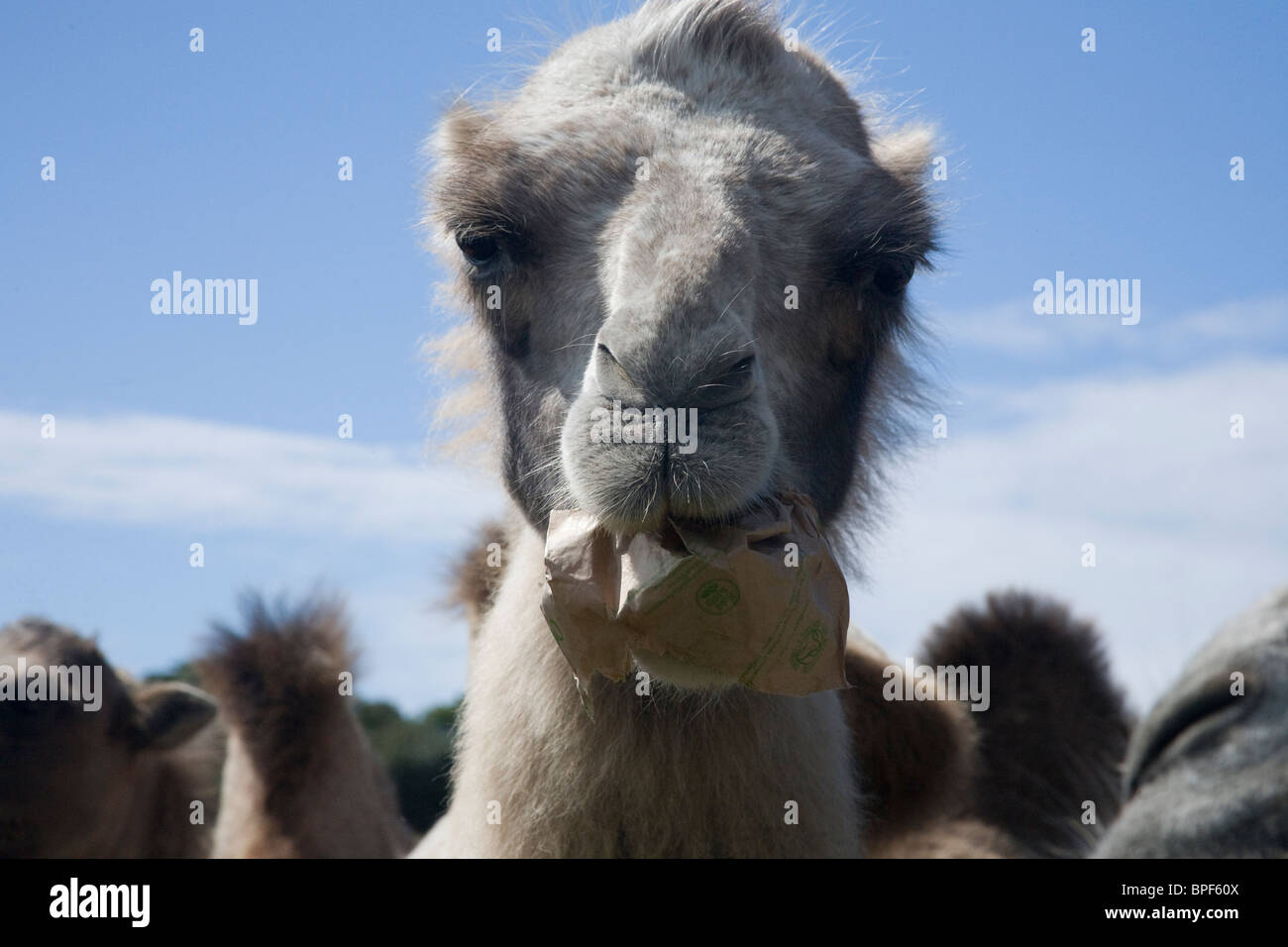 Feeding time Camel eating brown paper Head Detail Stock Photo - Alamy