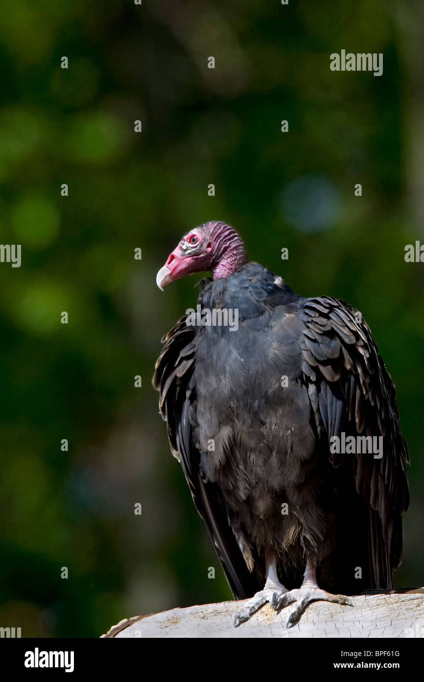 Adult Turkey Vulture Perched in a Tree Stock Photo - Alamy
