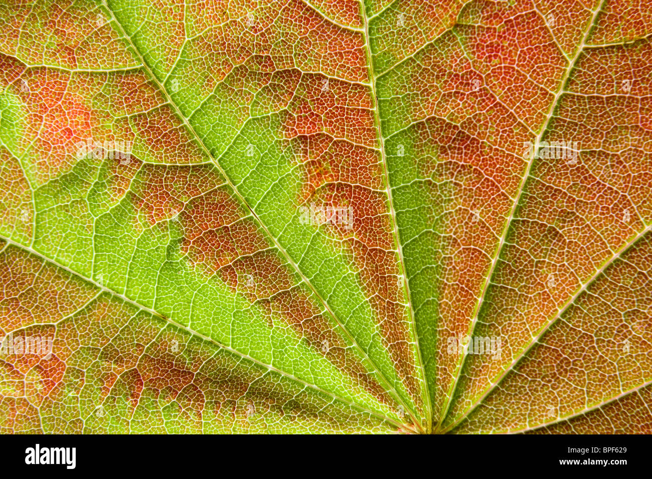 Royalty free pattern hi-res stock photography and images - Alamy