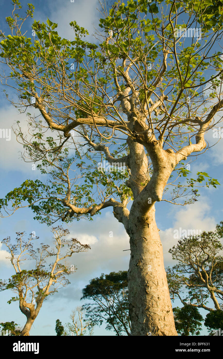 Vanuatu, Efate Island, Port Vila. Iririki Island, Sunset light on trees ...