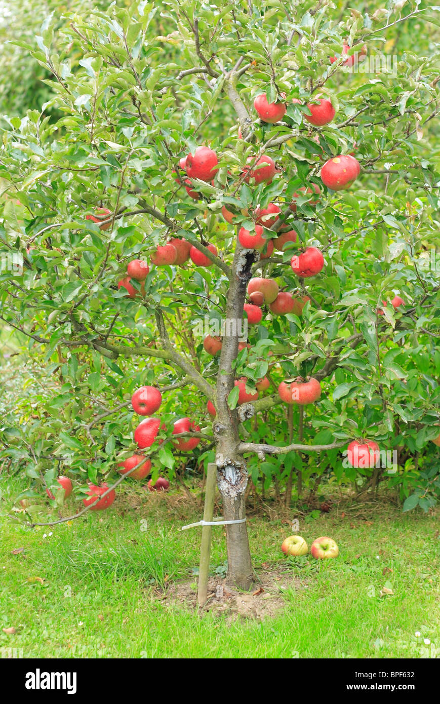 Apple tree autumn hi-res stock photography and images - Alamy