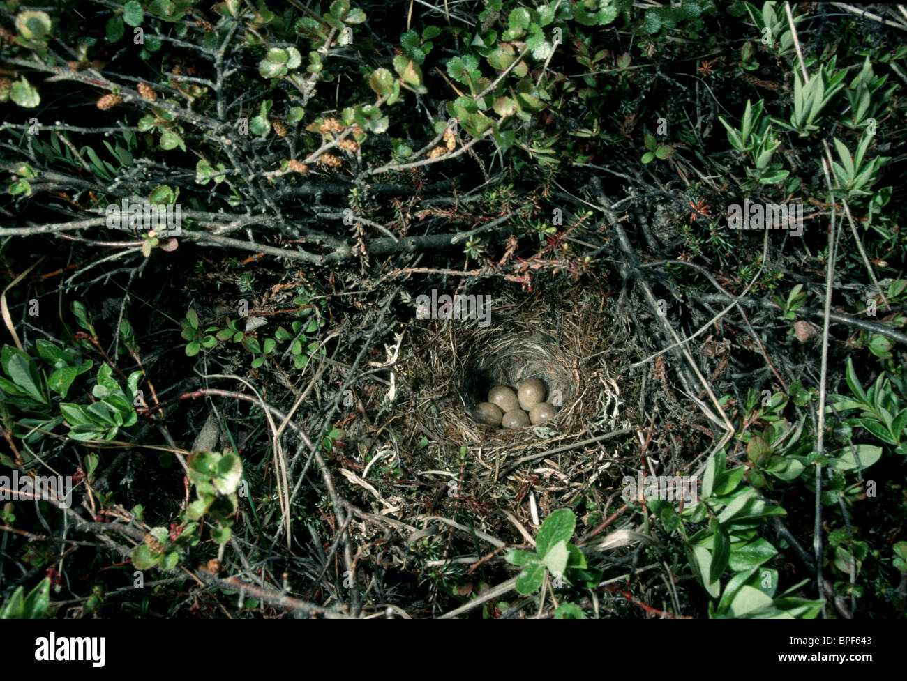 Yellow Wagtail nest with eggs Stock Photo - Alamy