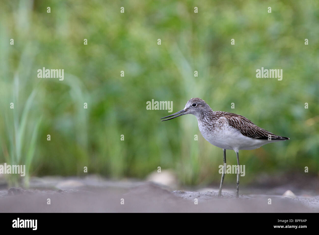 Common greenshank tringa nebularia hi-res stock photography and images ...