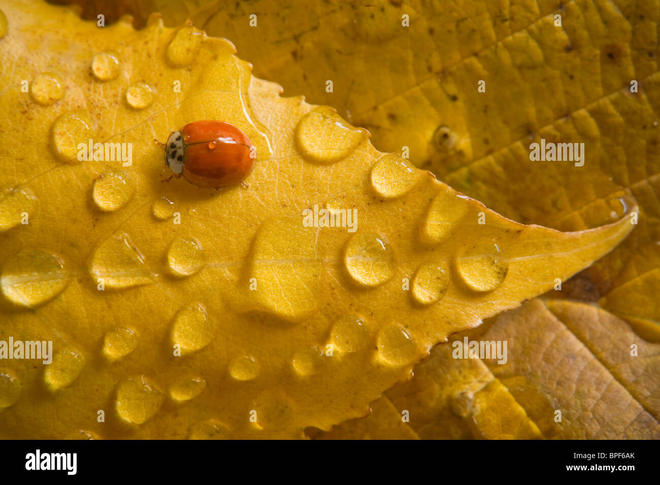Ladybug on fall-colored leaf Stock Photo - Alamy
