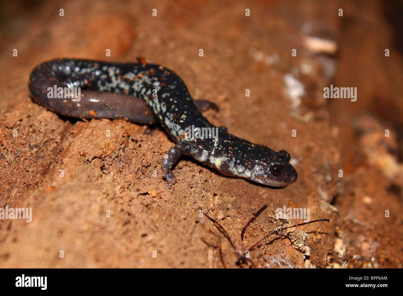 Slimy Salamander (Plethodon glutinosus Stock Photo - Alamy