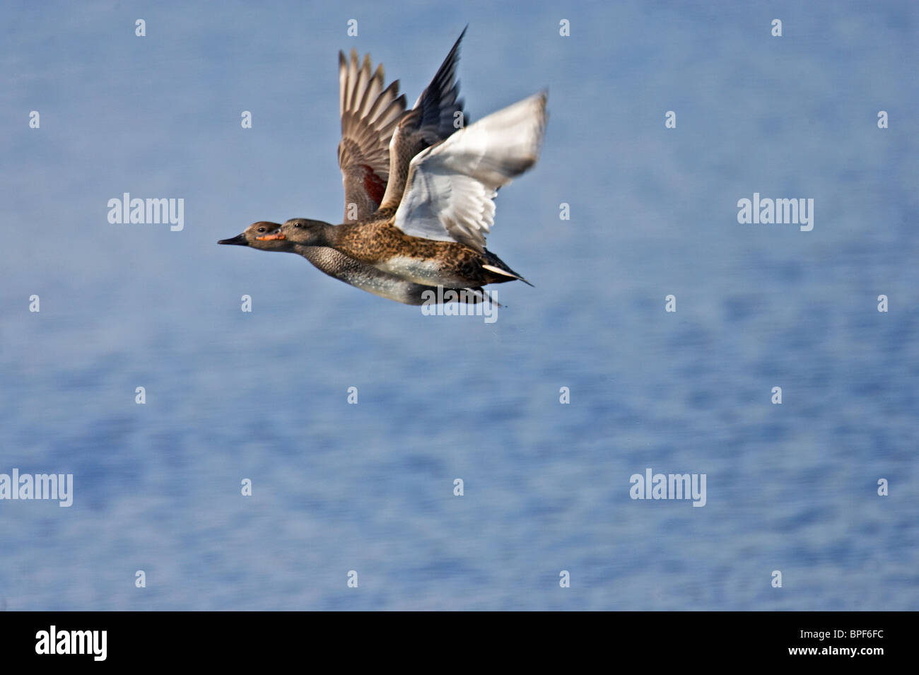 Male and Female Gadwall in Flight Over Water Stock Photo - Alamy