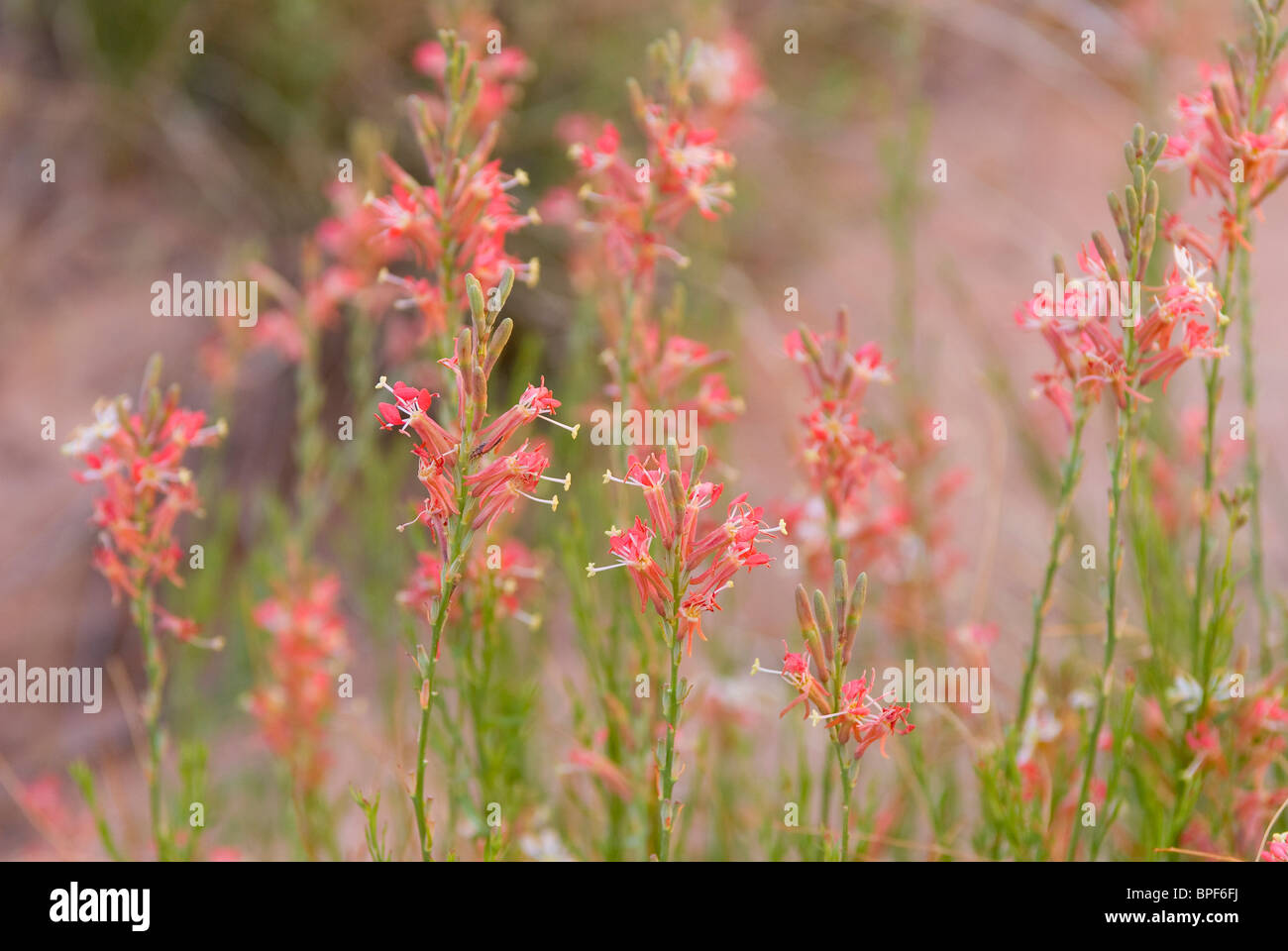Aztec sandstone hi-res stock photography and images - Alamy