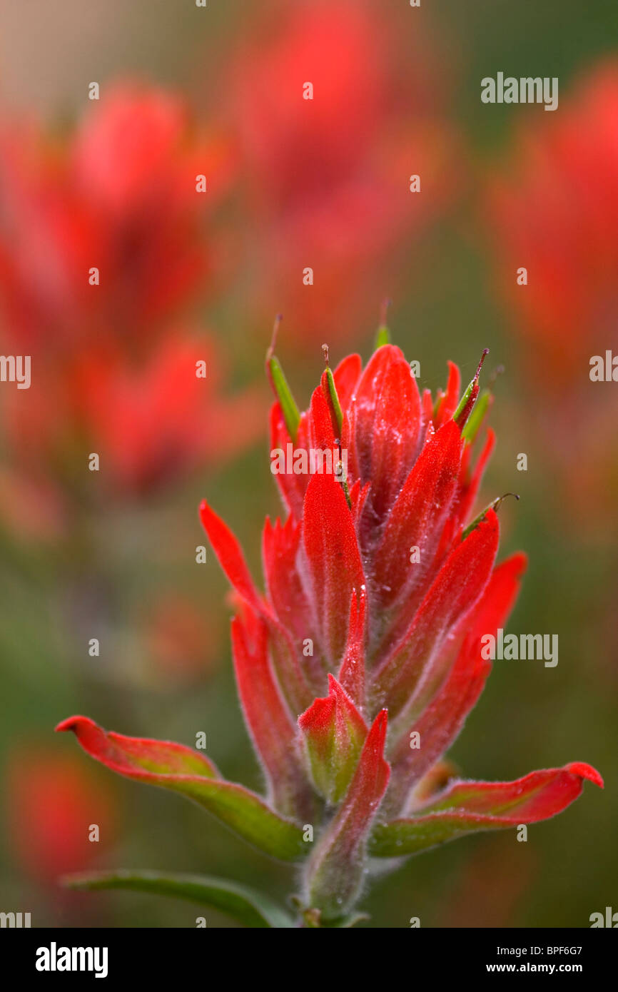 Indian Paintbrush, Scarlet Paintbrush, Castilleja Miniata ...