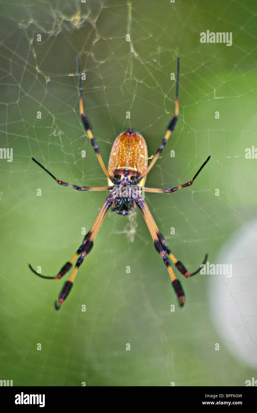 Spider in web Stock Photo - Alamy