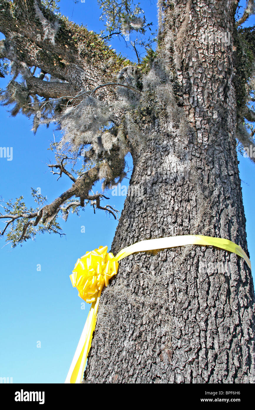 Yellow ribbon around tree hi-res stock photography and images - Alamy