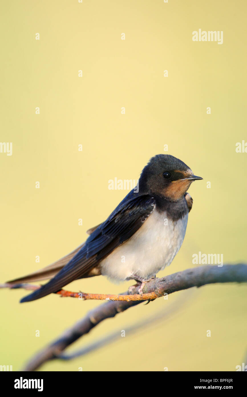 Hirundo Rustica Branch High Resolution Stock Photography and Images - Alamy