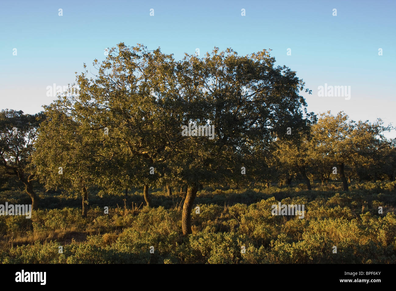 Alhama hi-res stock photography and images - Alamy