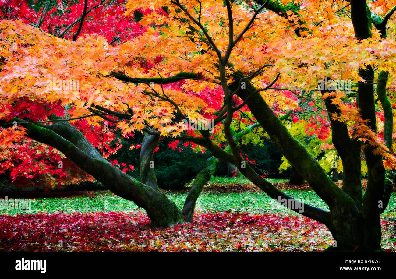 Japanese maples rich vibrant woodland canopy Stock Photo - Alamy