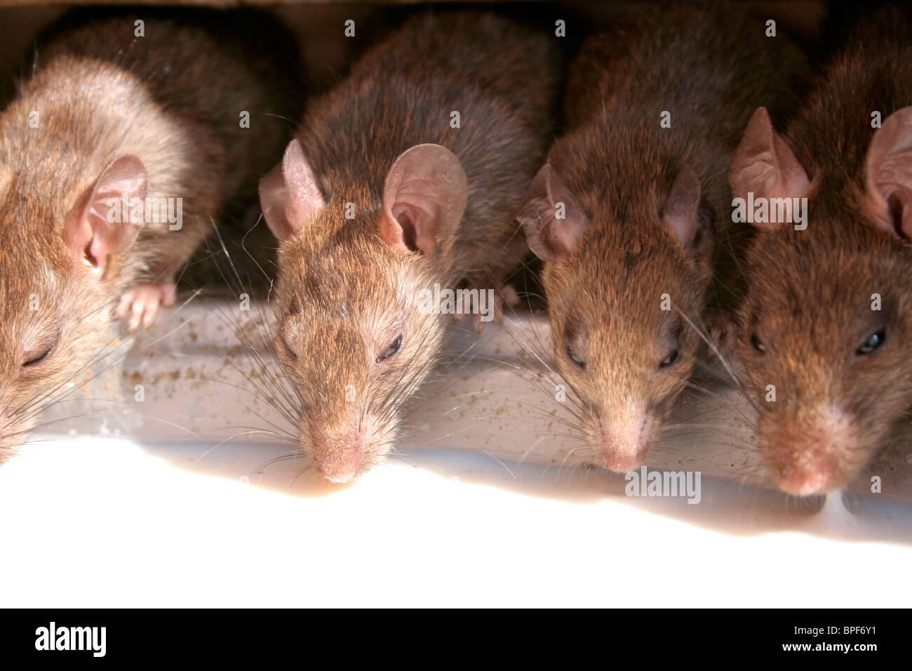 Rats High Resolution Stock Photography and Images - Alamy
