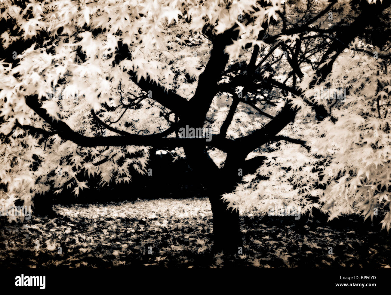 Canopy of maple trees hi-res stock photography and images - Alamy