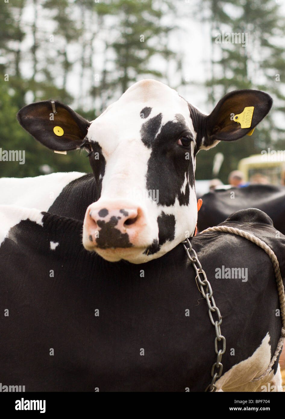 Cattle holstein hi-res stock photography and images - Alamy