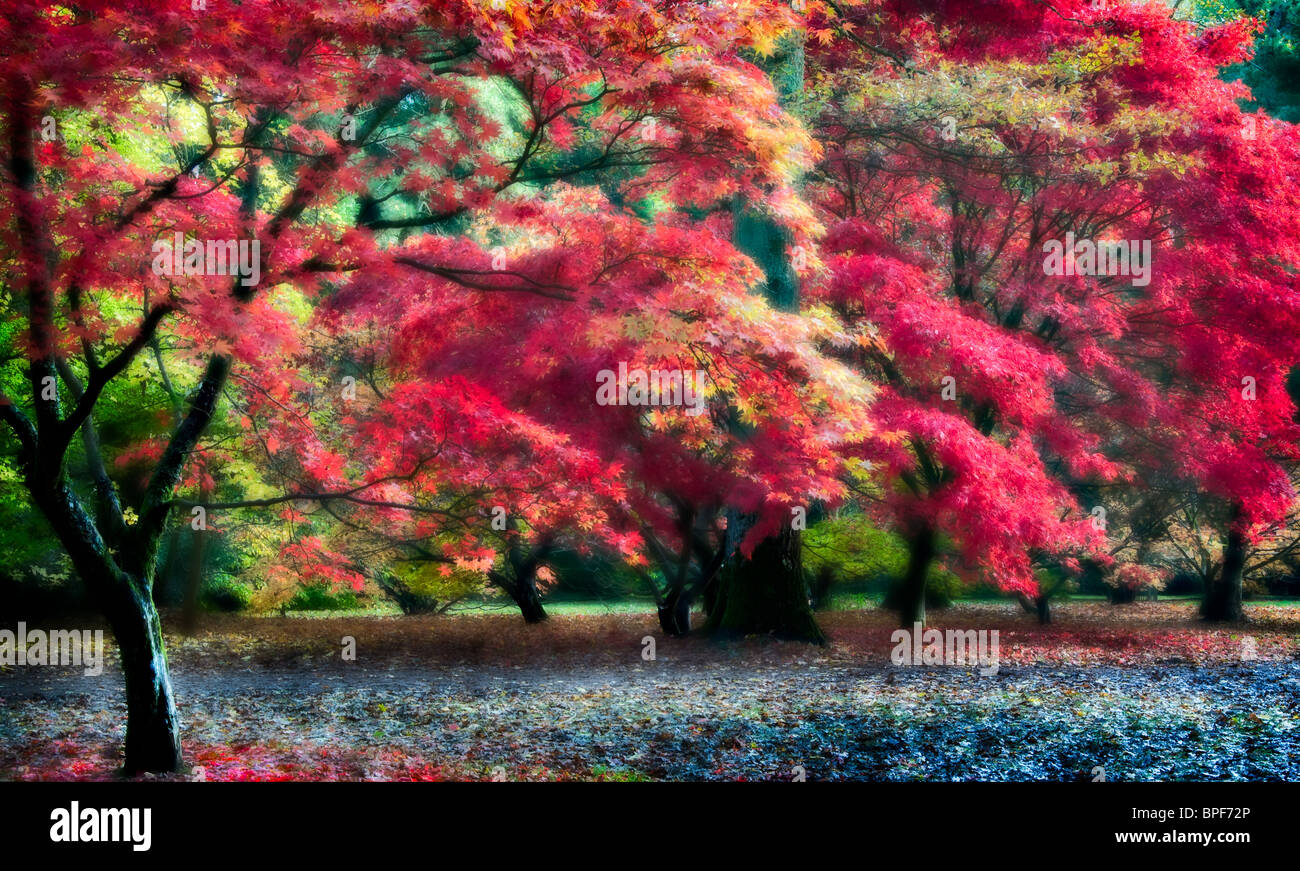 Japanese red maple movement and serenity Stock Photo - Alamy