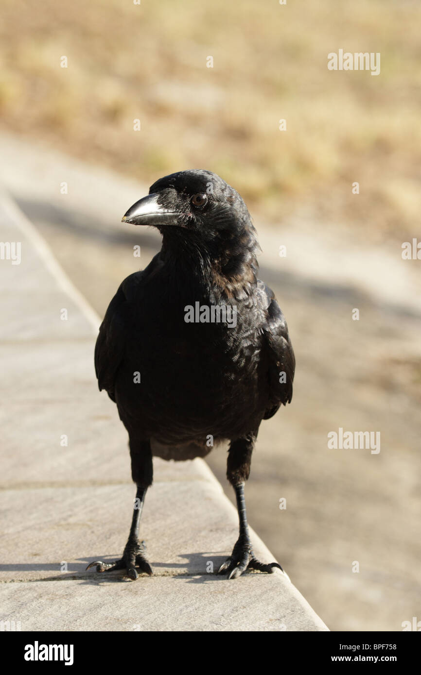 Juvenile Torresian Crow (Corvus orru) sitting on the ground on Bribie ...