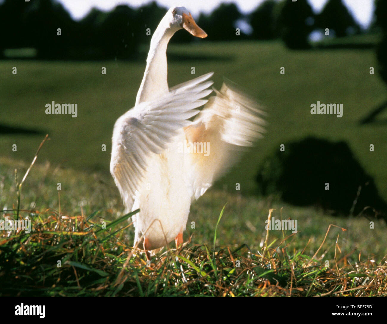 Ferdinand The Duck High Resolution Stock Photography and Images - Alamy