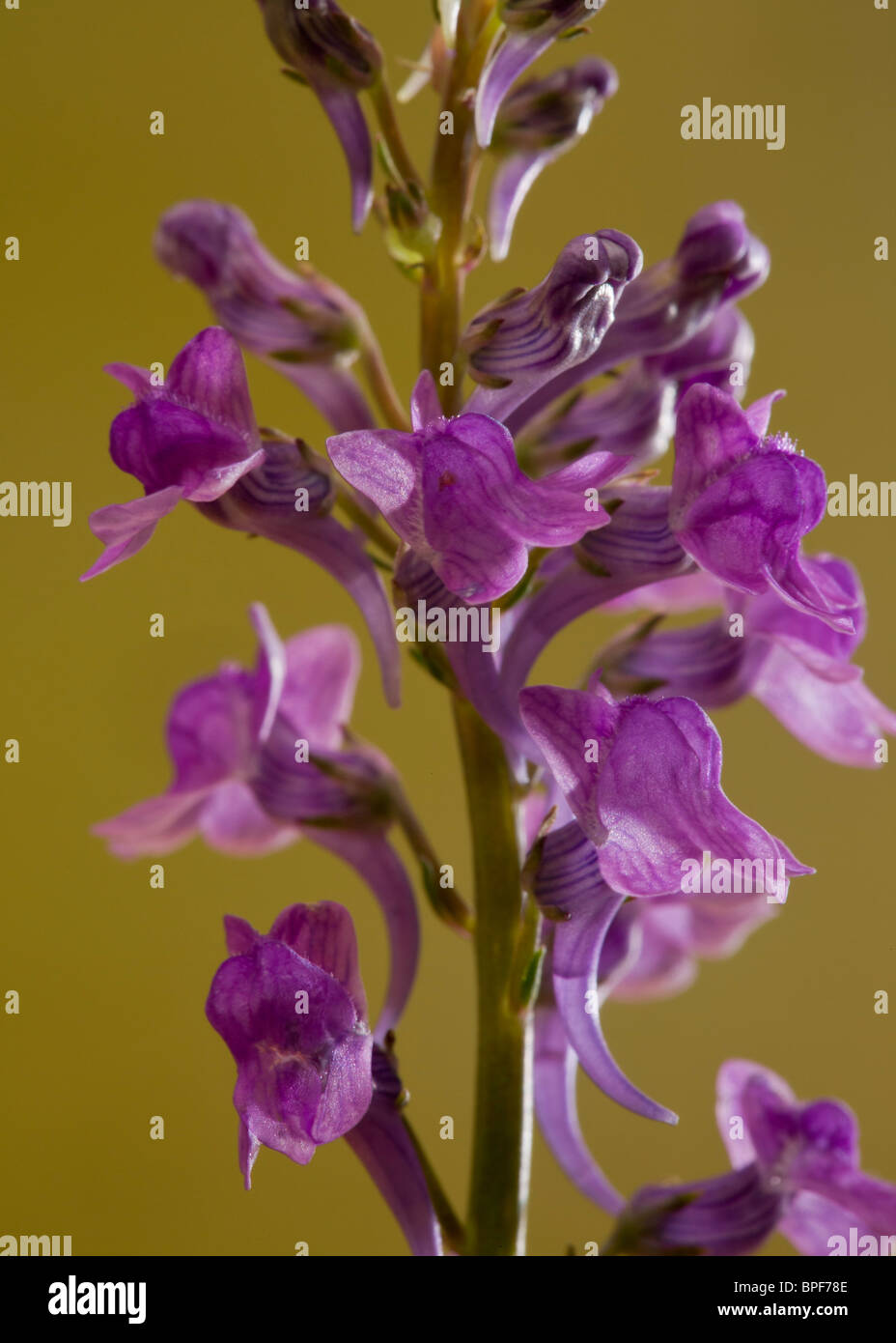 Purple Toadflax, Linaria purpurea in flower; naturalised in UK, from ...