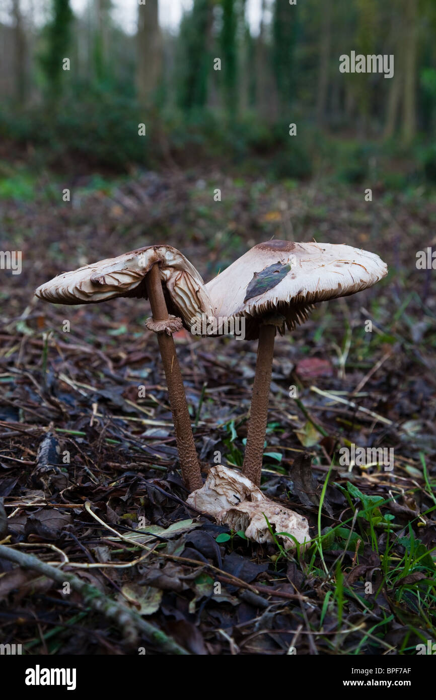 Damaged parasol mushrooms in a wood - Macrolepiota procera Stock Photo ...