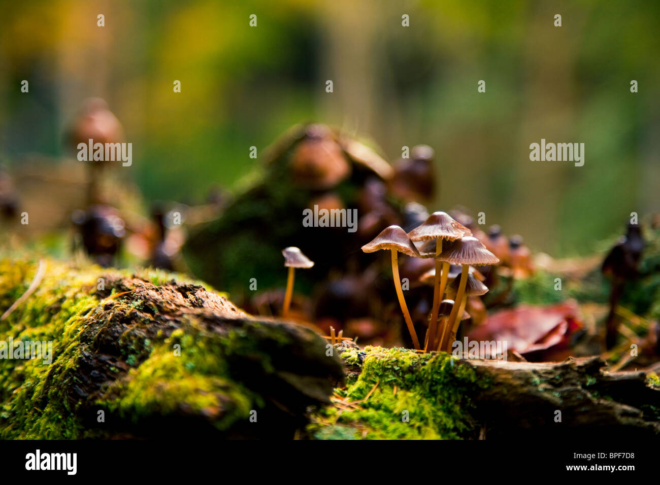 Toadstools in moss hi-res stock photography and images - Alamy