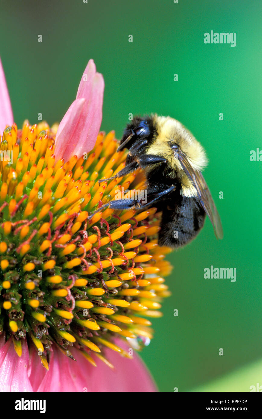 Mining Bee on cone flower (Andrena spp Stock Photo - Alamy