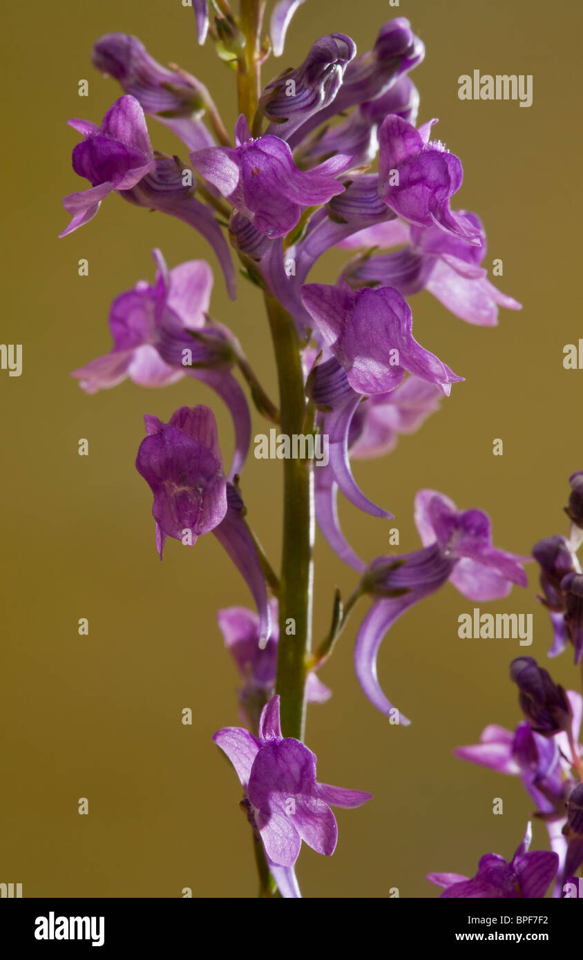 Purple toadflax linaria purpurea hi-res stock photography and images ...