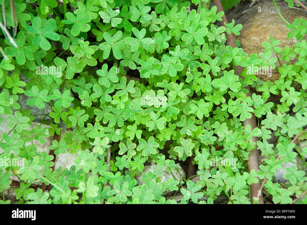 The clovers hi-res stock photography and images - Alamy