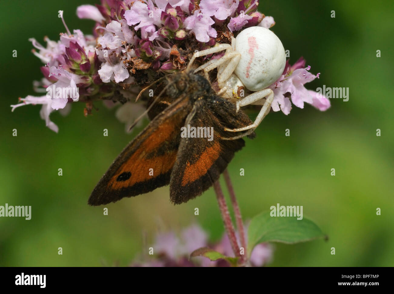 White Crab Spider with Gatekeeper Butterfly Prey Stock Photo - Alamy