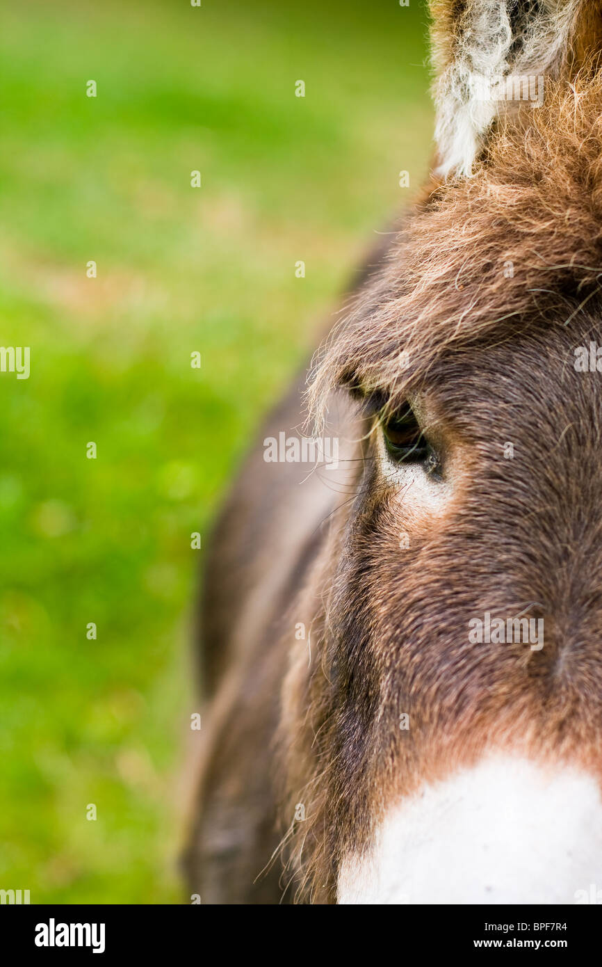 Half Donkey Half Human