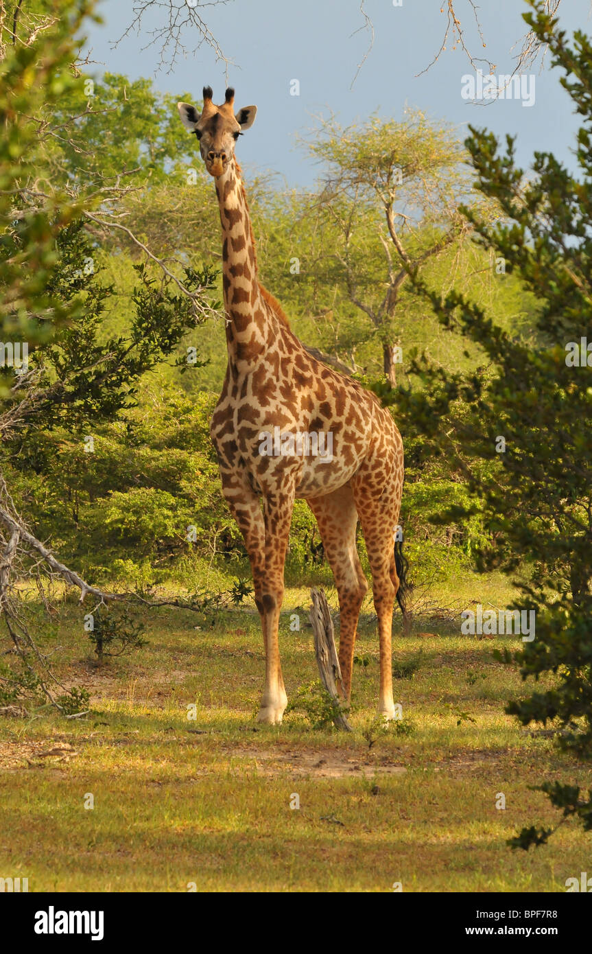 Giraffe single hi-res stock photography and images - Alamy